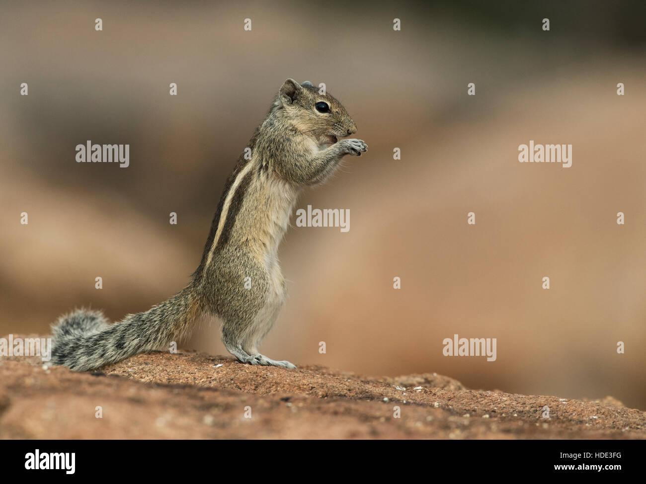 The image of Indian palm squirrel or three-striped palm squirrel ...