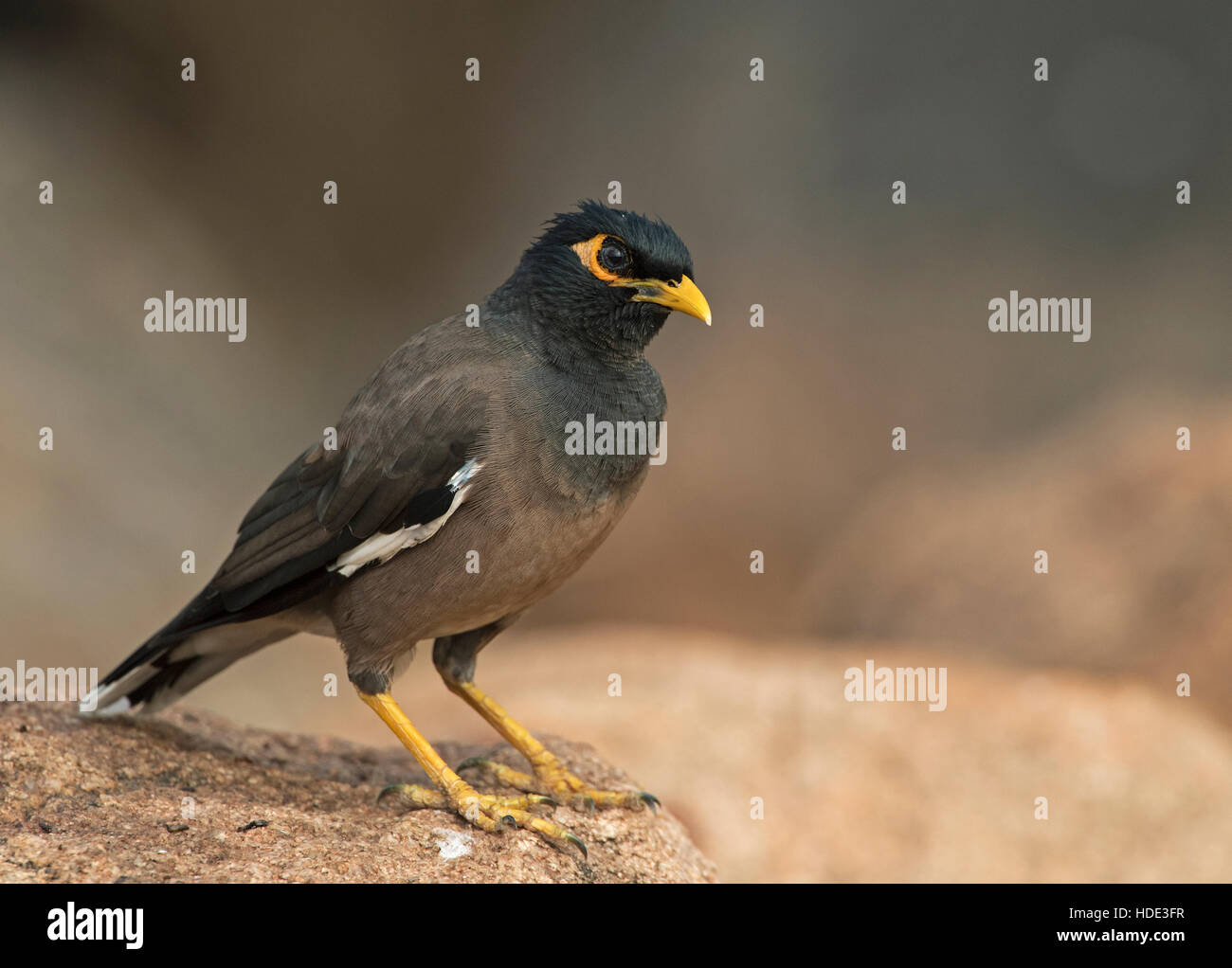 The image of Common myna (Acridotheres tristis) in Daroji wildlife ...
