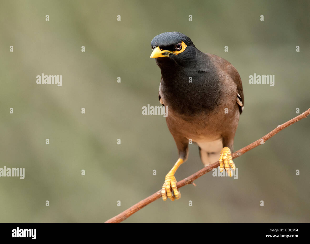 The image of Common myna (Acridotheres tristis) in Daroji wildlife ...