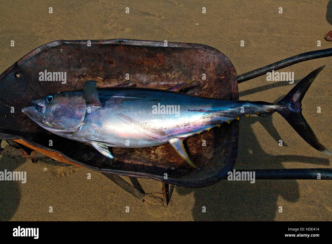 A bonito tuna on its way to market in Puerto Angel, Mexico Stock Photo ...