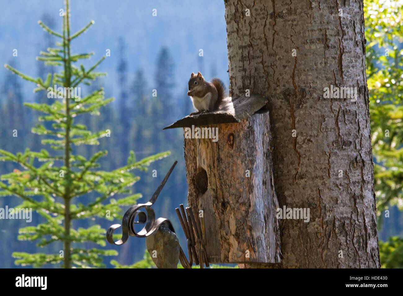 Douglas squirrel hi-res stock photography and images - Alamy
