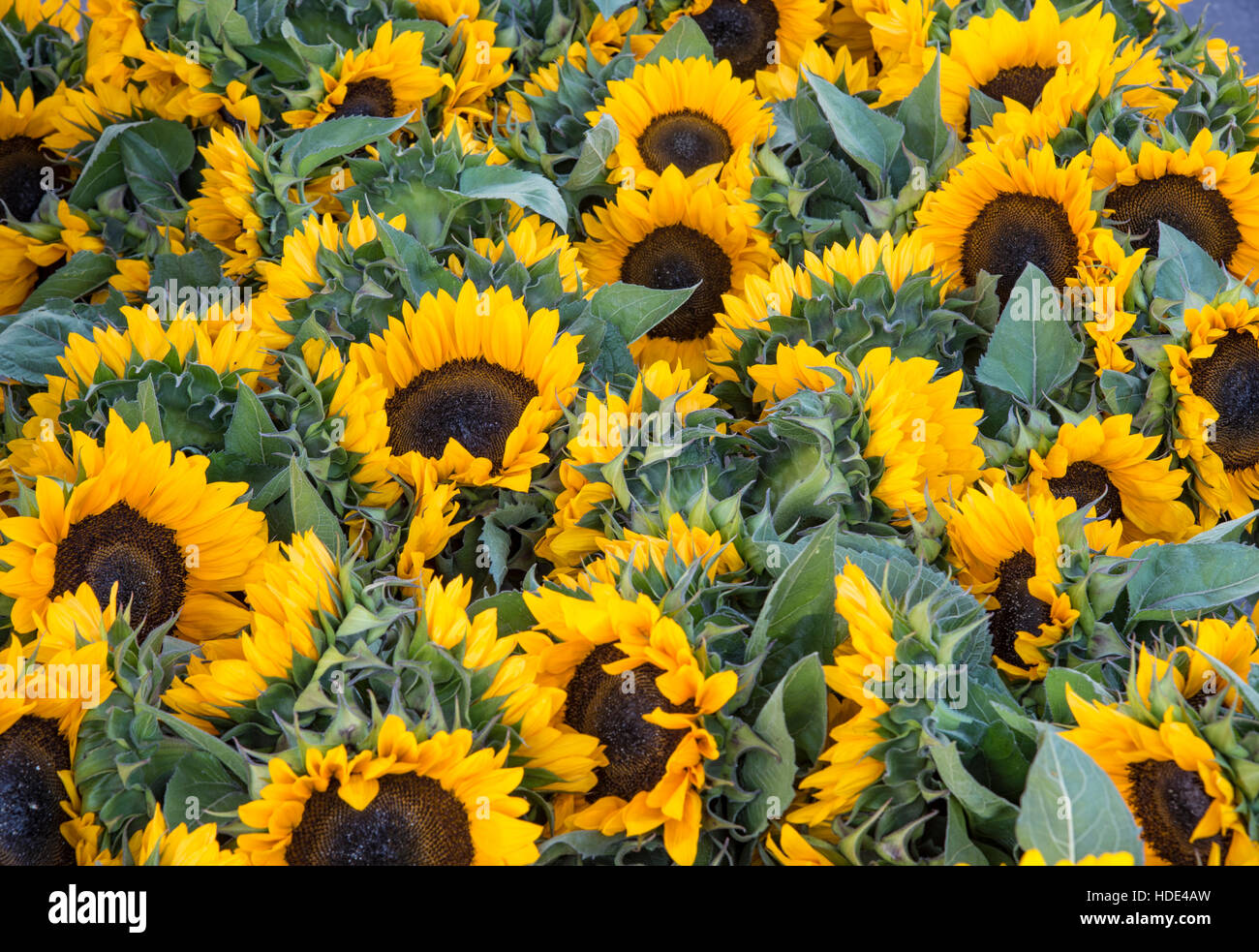 Boise Farmers Market, Fresh Cut Sun Flowers, Downtown Boise, Idaho, USA ...