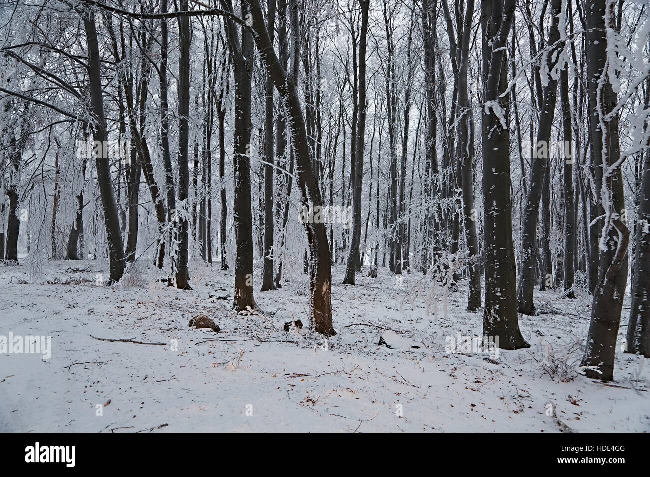Winter snowy forest Stock Photo - Alamy