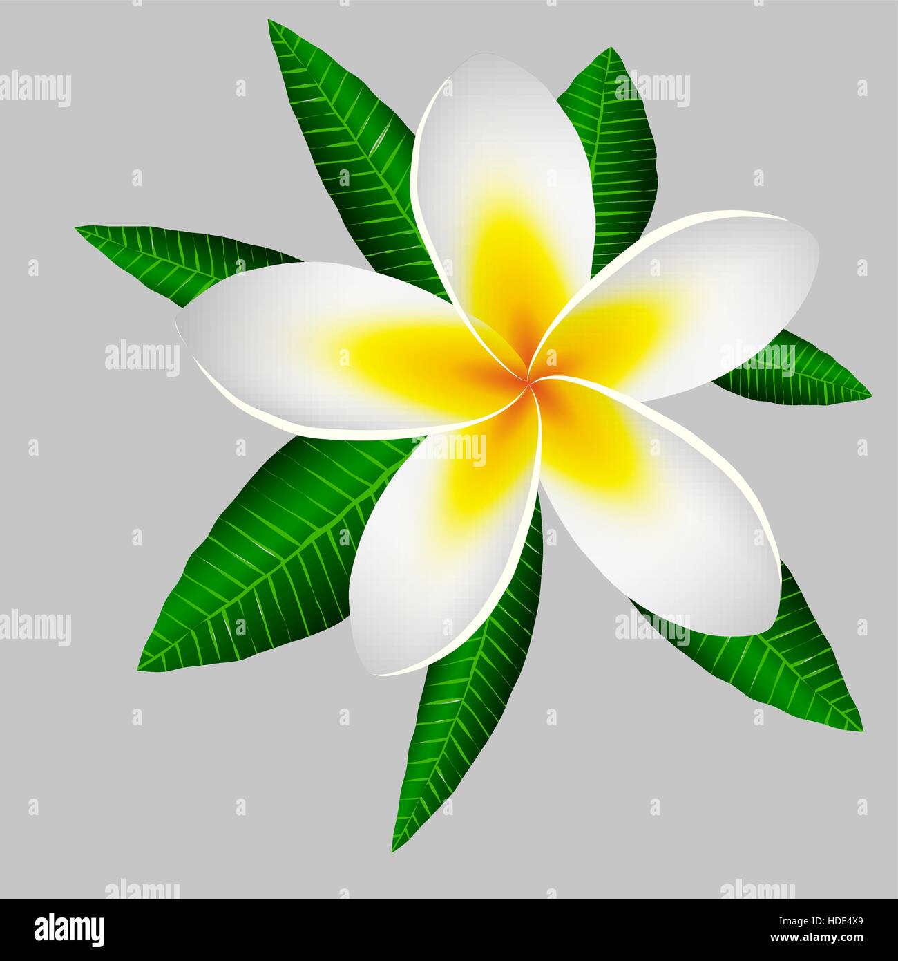 Tropical plant southern thailand Stock Vector Images - Alamy