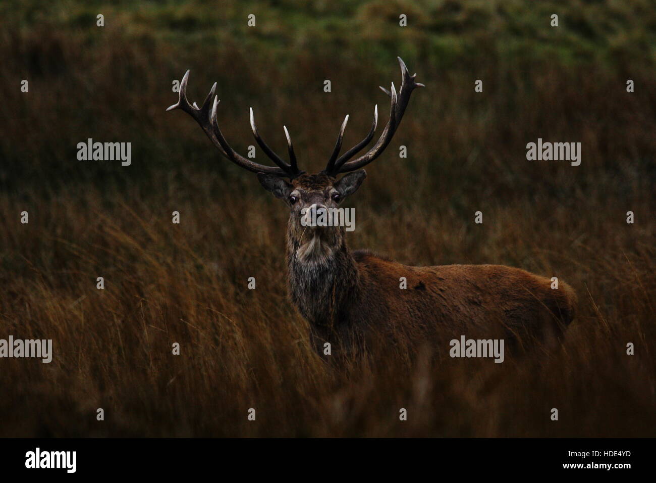 Red Deer Stag Stock Photo - Alamy