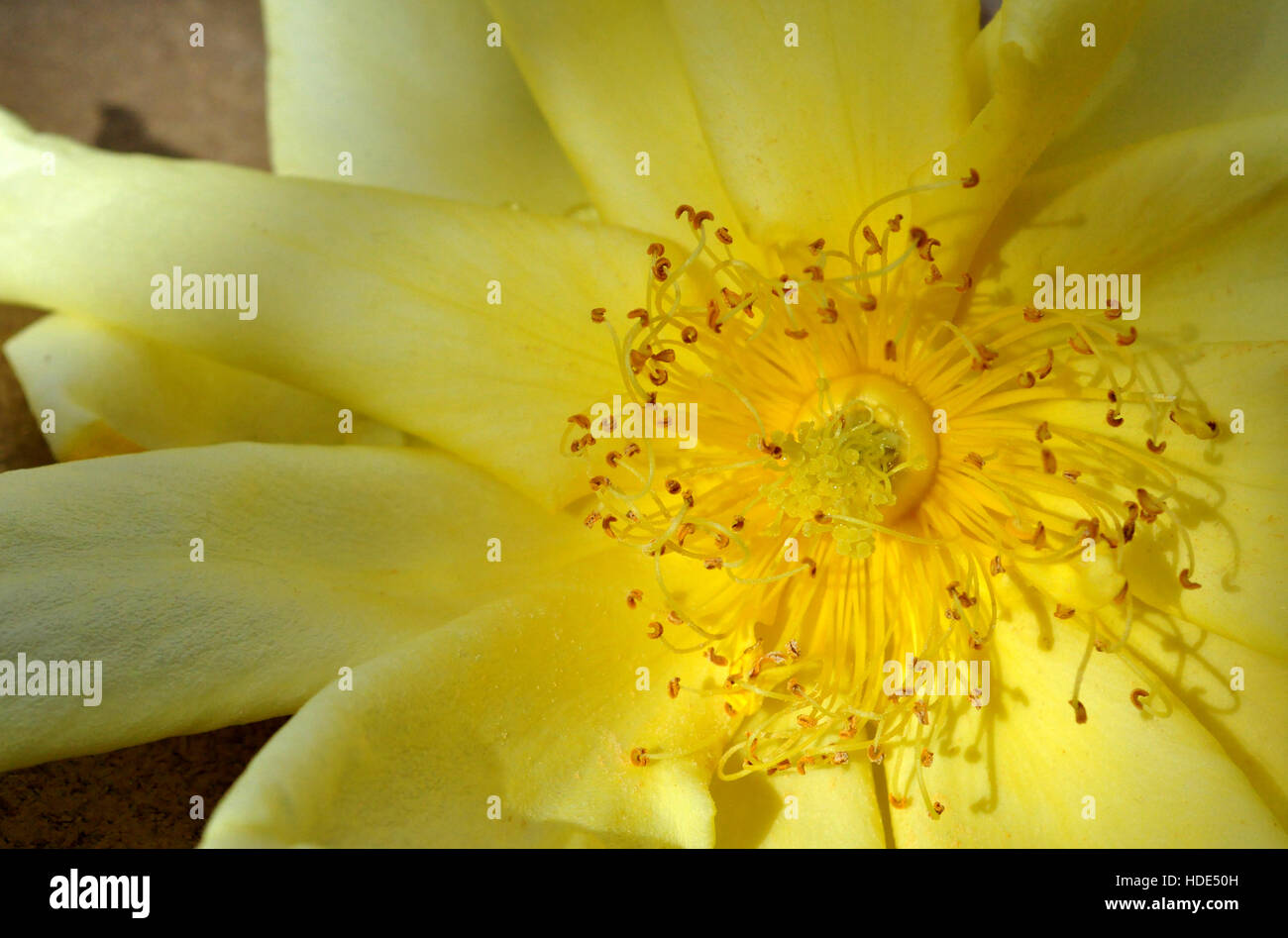 yellow petals and stamens of rose Stock Photo - Alamy