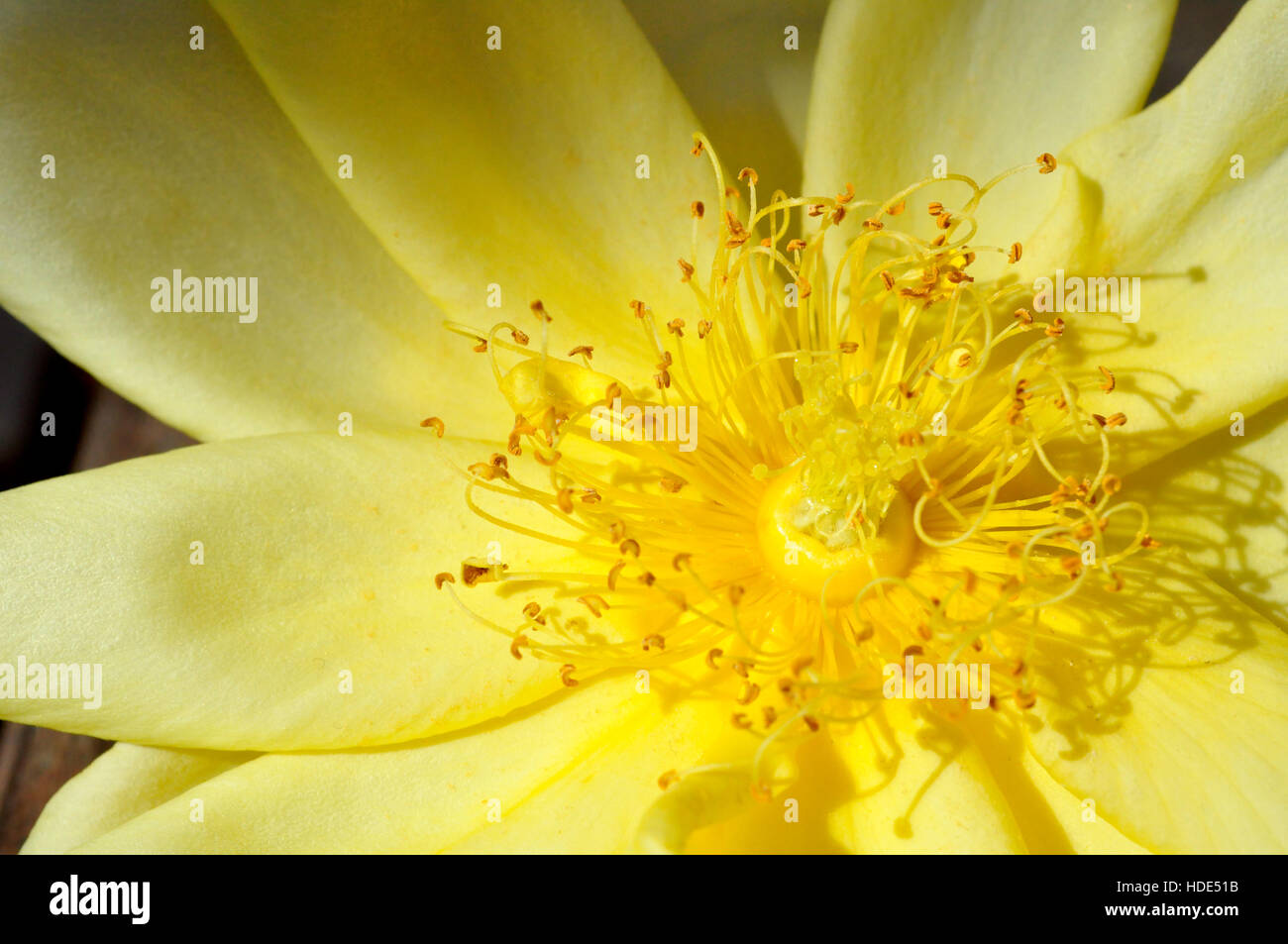 yellow petals and stamens of rose Stock Photo - Alamy
