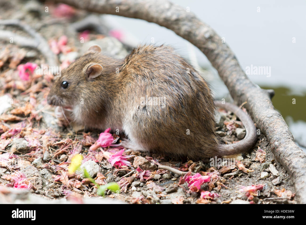British Water Rat Stock Photos & British Water Rat Stock Images - Alamy