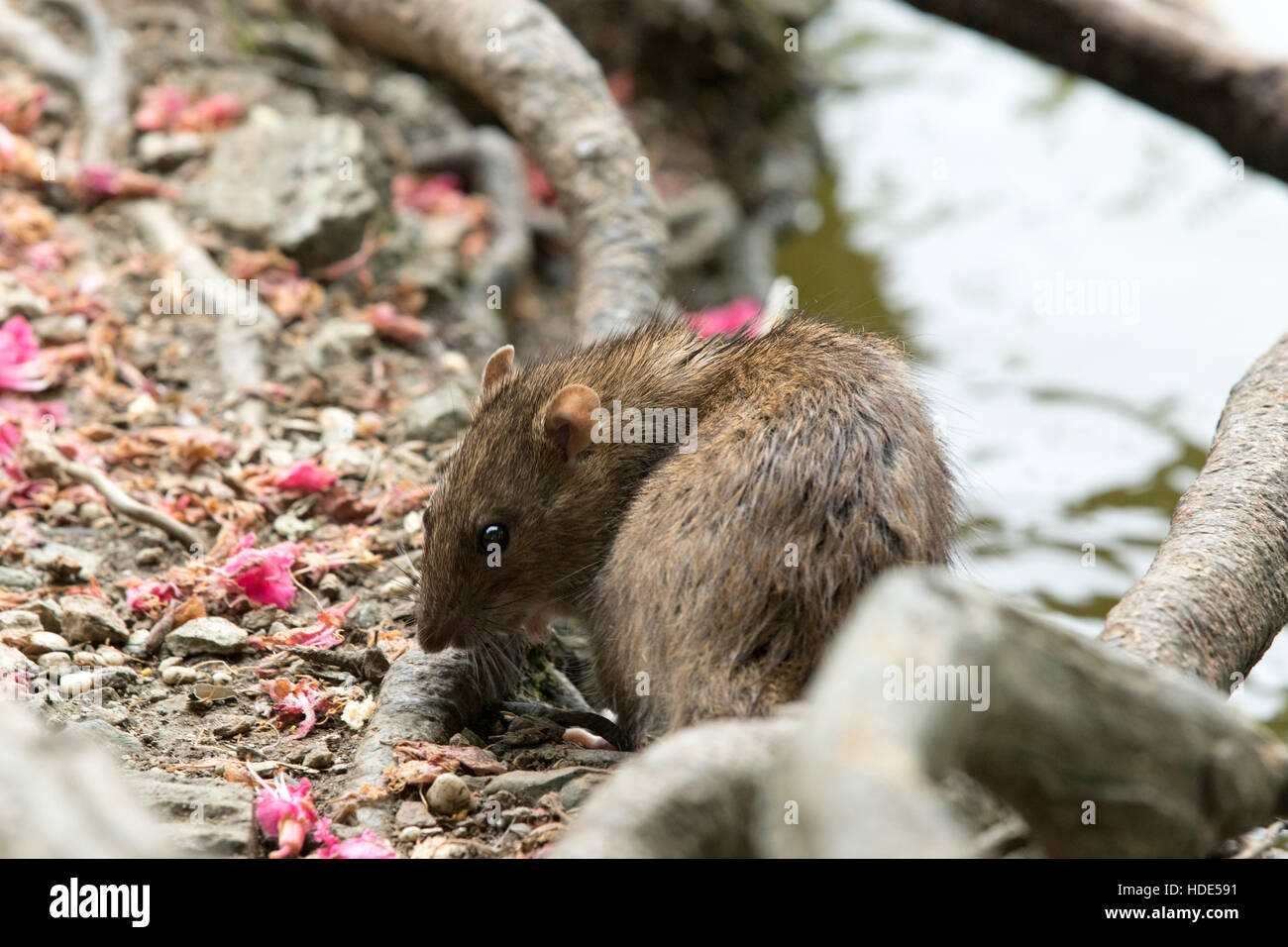 Black Water Rat High Resolution Stock Photography and Images - Alamy
