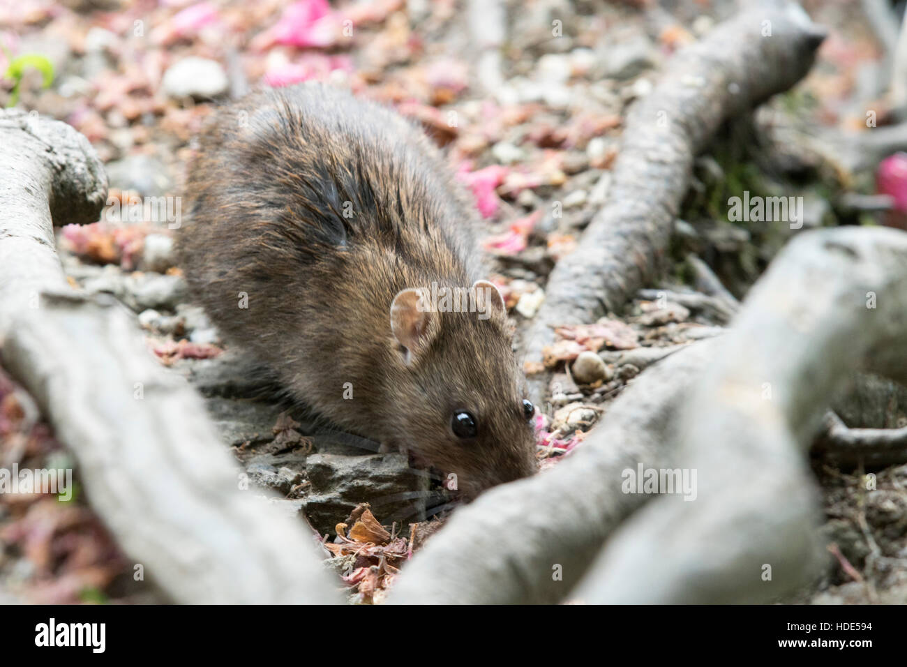Black Water Rat High Resolution Stock Photography and Images - Alamy