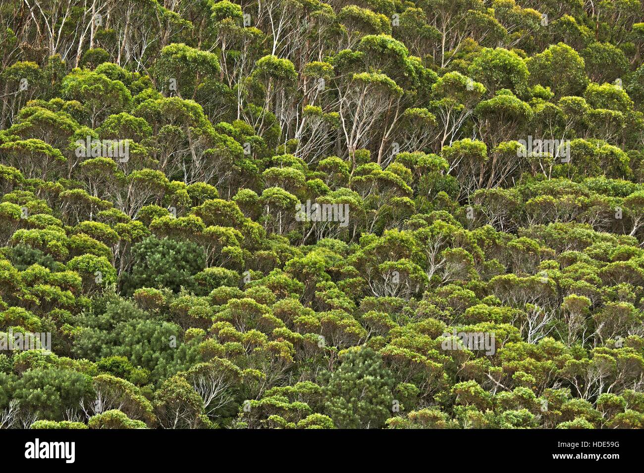 Many trees in deep hi-res stock photography and images - Alamy