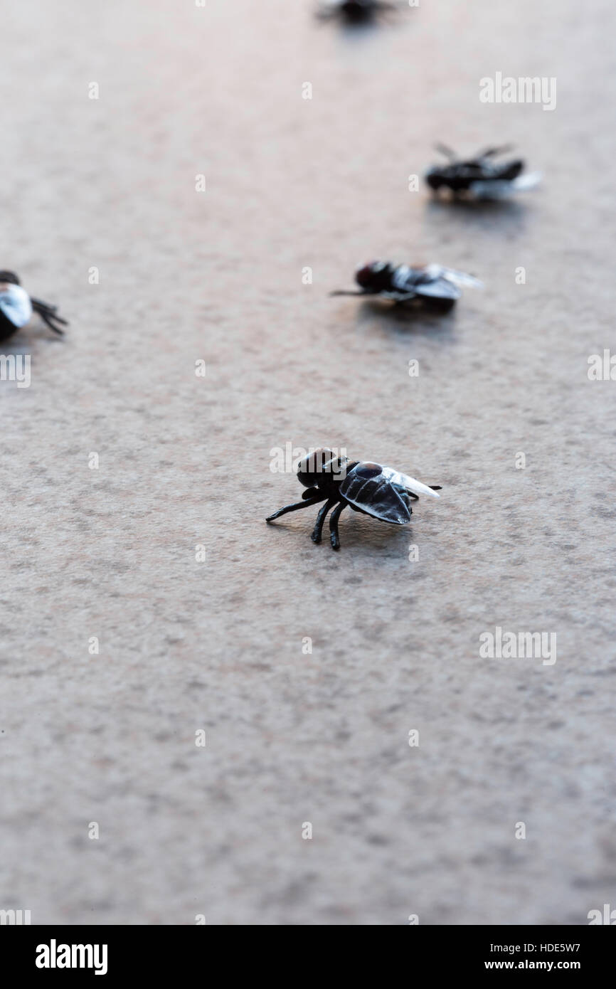 Fly Infestation High Resolution Stock Photography and Images - Alamy