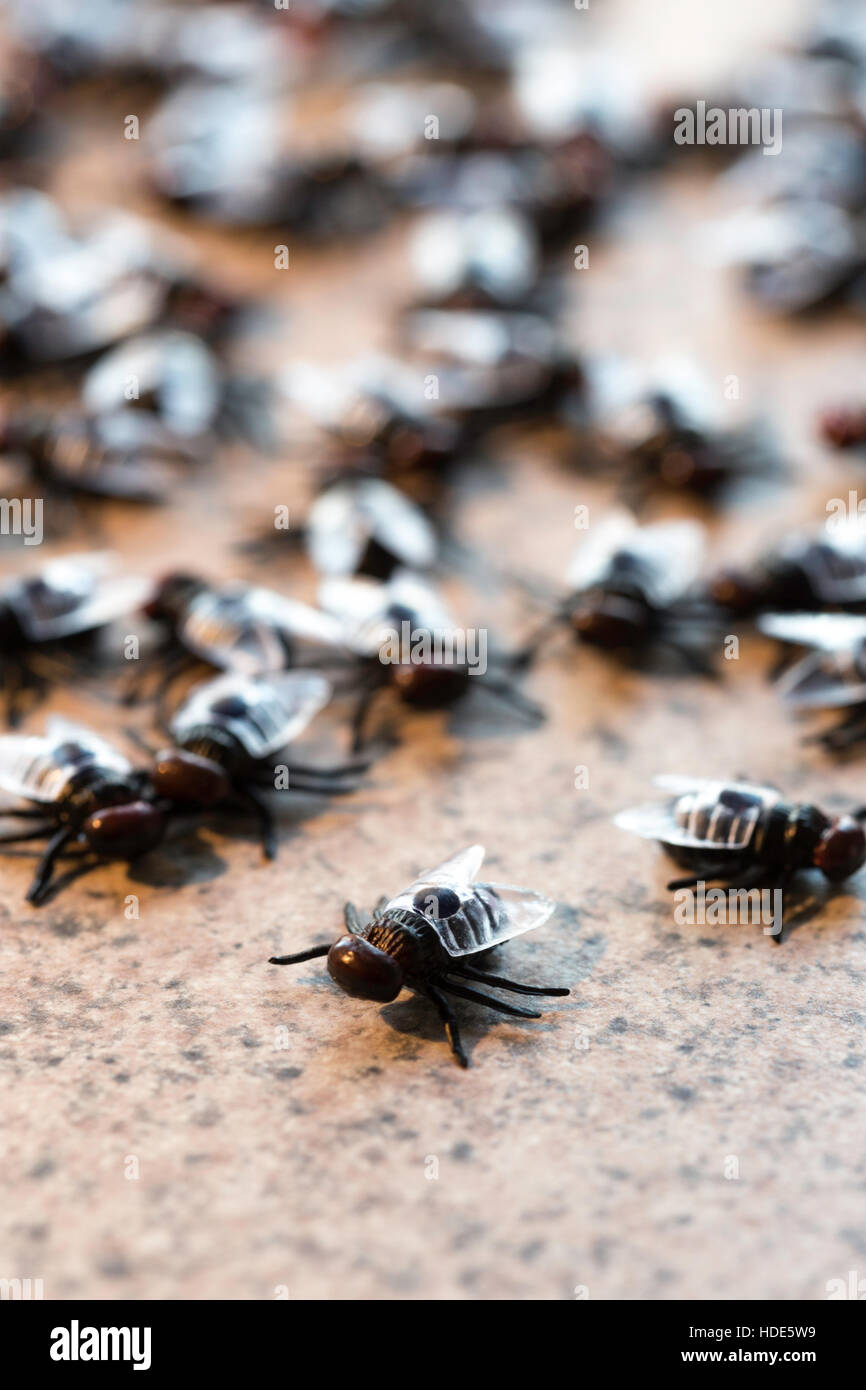 Fly Infestation High Resolution Stock Photography and Images - Alamy
