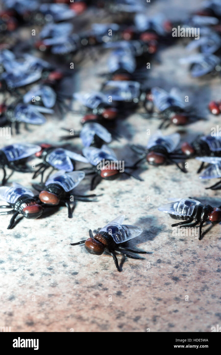 Fly Infestation Stock Photos & Fly Infestation Stock Images - Alamy