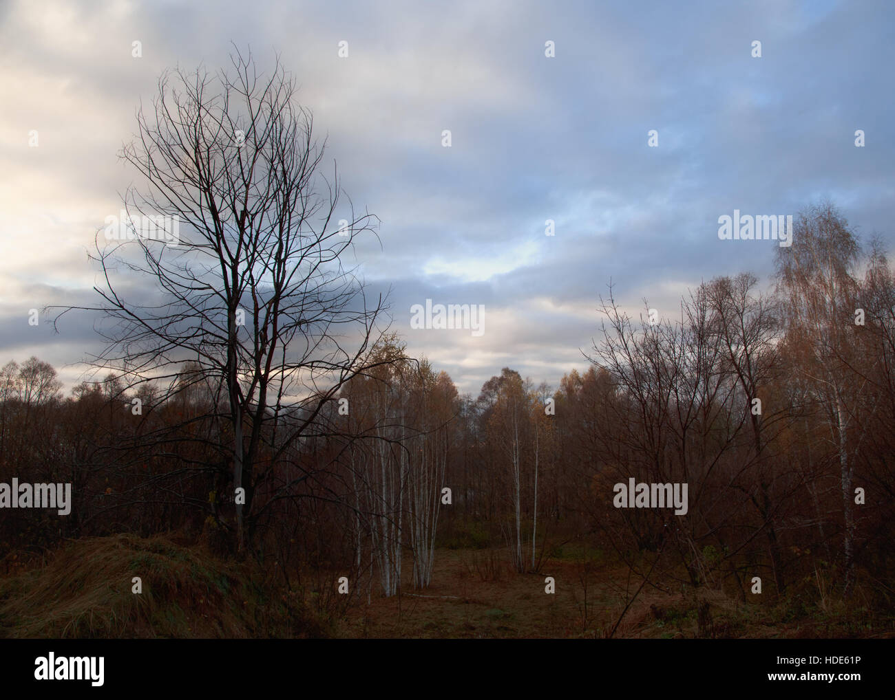 Russian forest hi-res stock photography and images - Alamy