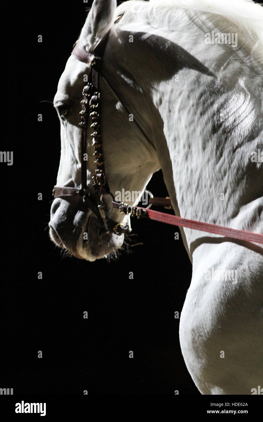 Horse with saddle side view nobody hi-res stock photography and images ...