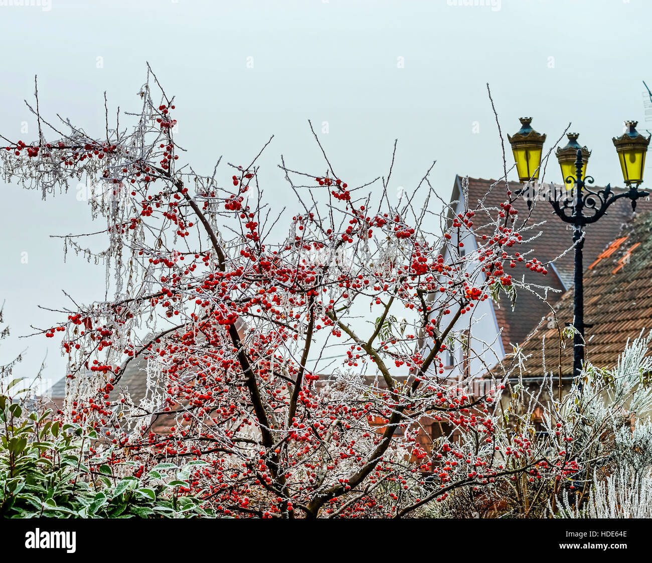 Paradise apple tree with red apples covered by frost, season specific ...