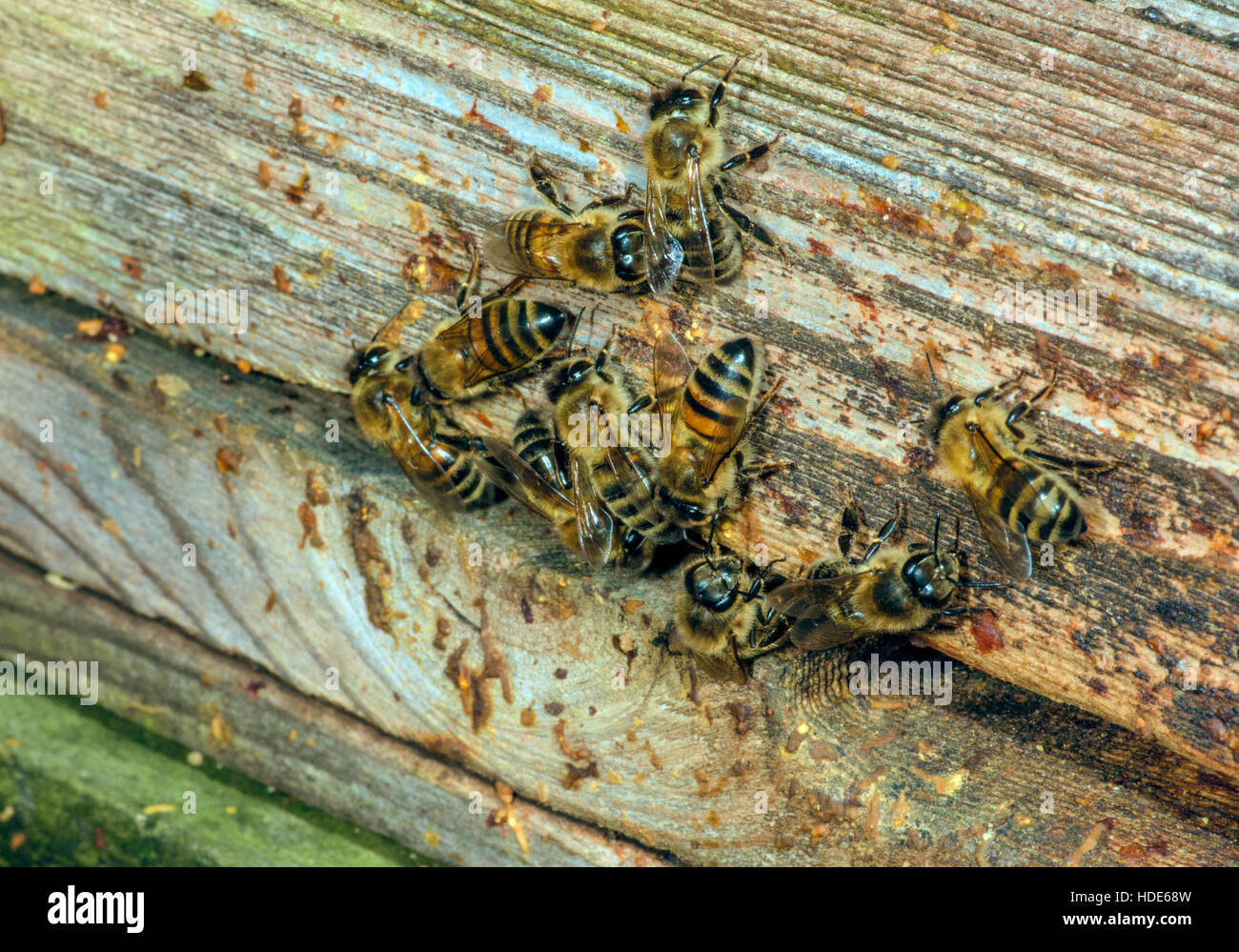Honey bees flying around hive hi-res stock photography and images - Alamy