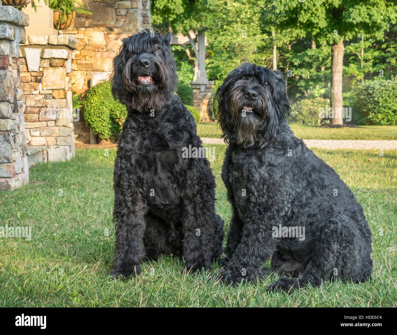 Bouvier des Flandres dogs on lawn Stock Photo - Alamy
