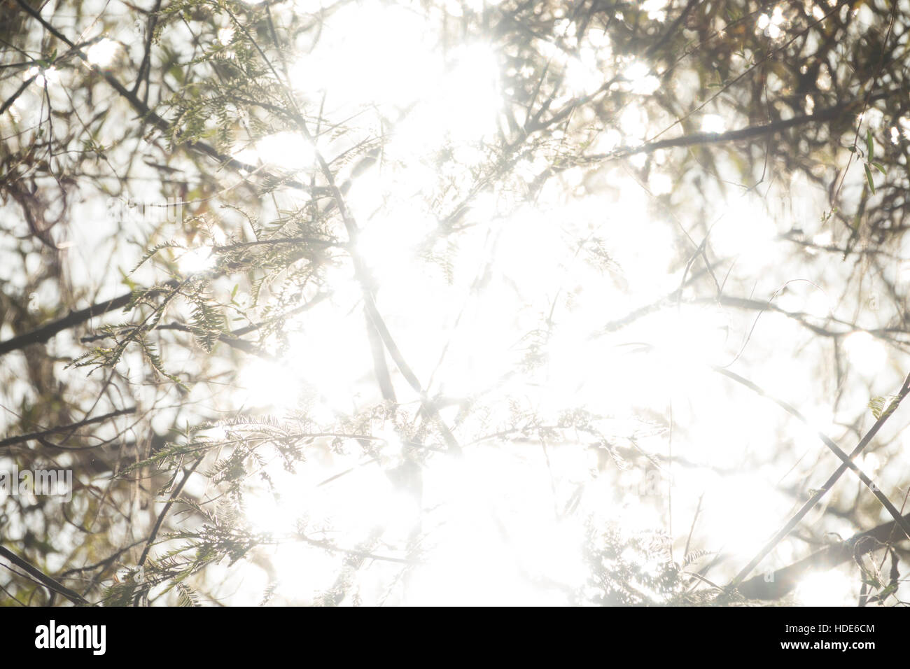 Reflection leaves hi-res stock photography and images - Alamy