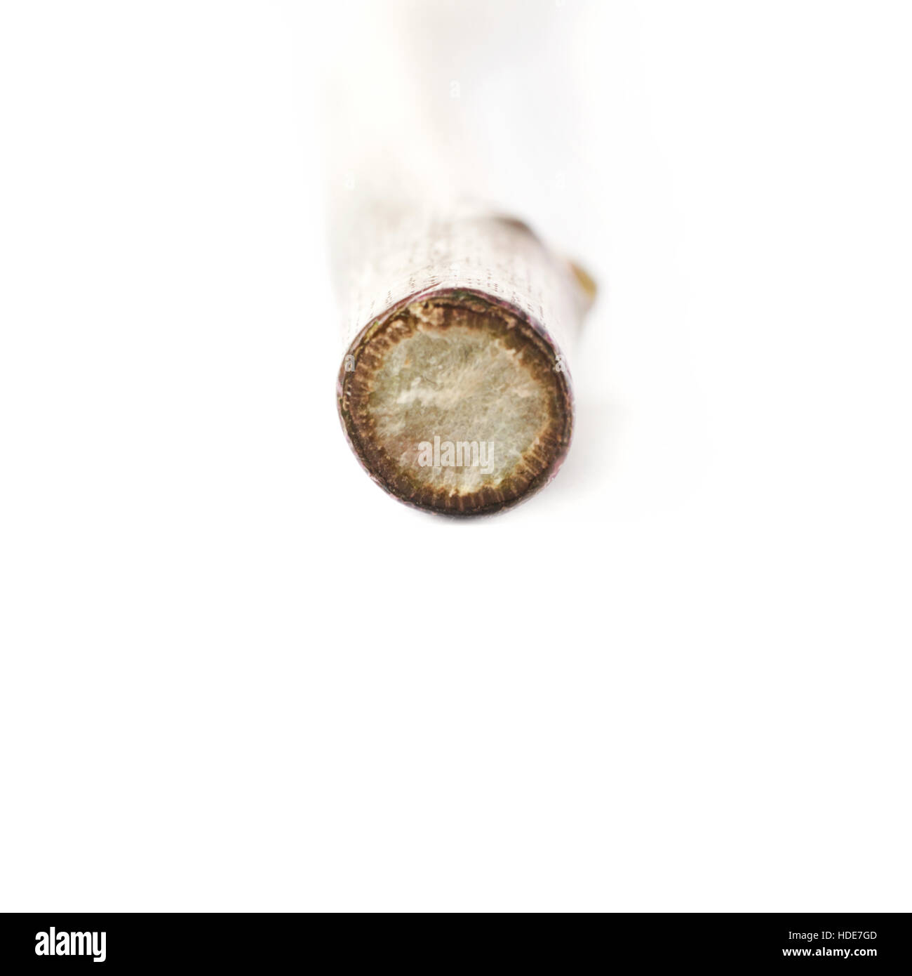 Rose stem isolated over white background Stock Photo - Alamy
