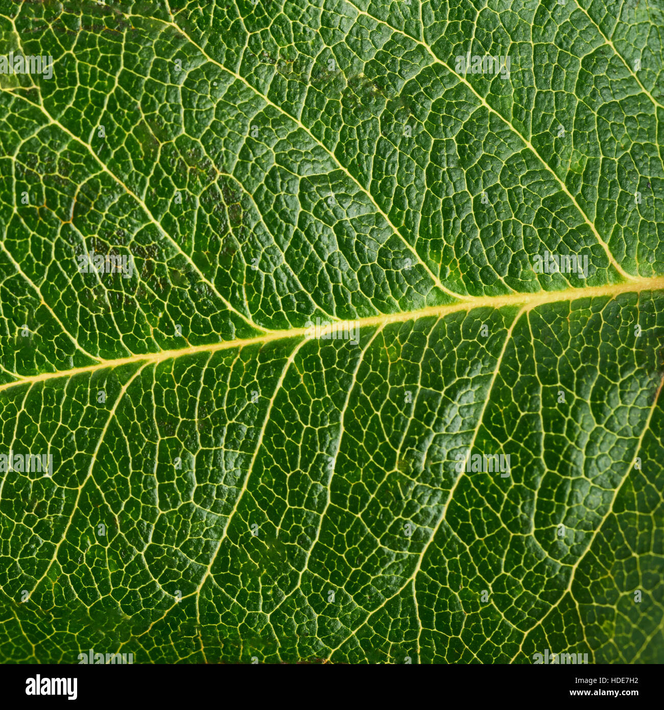 Rose green leaf texture as abstract background Stock Photo - Alamy