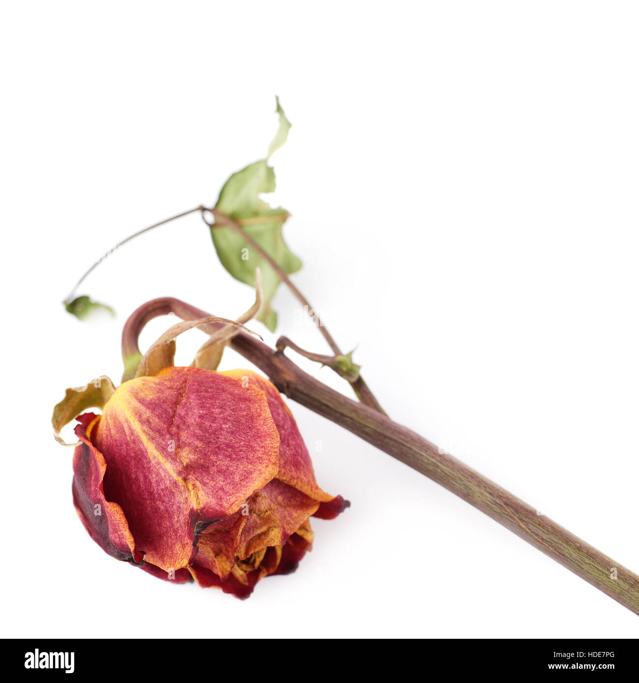 Dried red rose over the white isolated background Stock Photo - Alamy