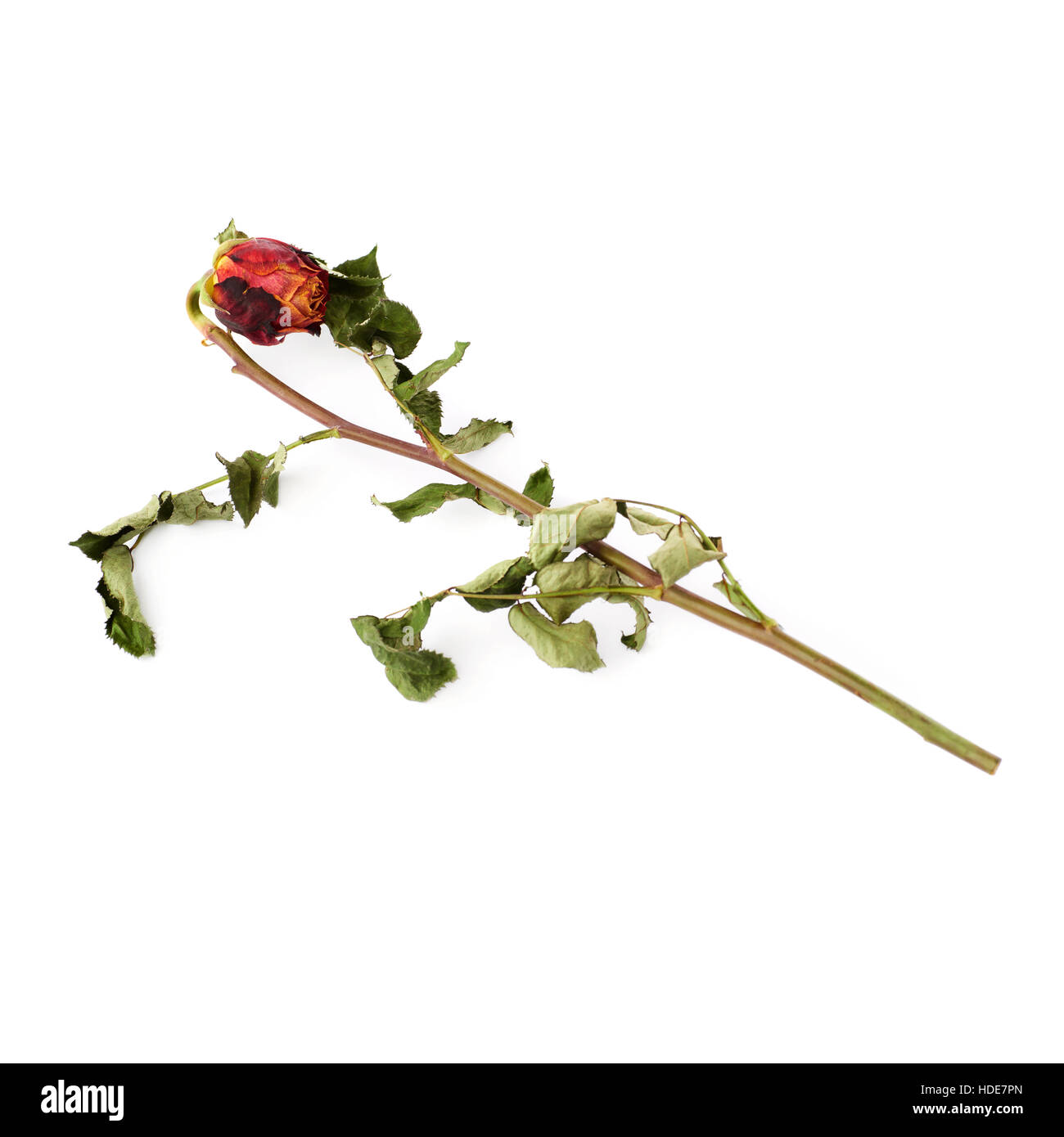 Dried red rose over the white isolated background Stock Photo - Alamy