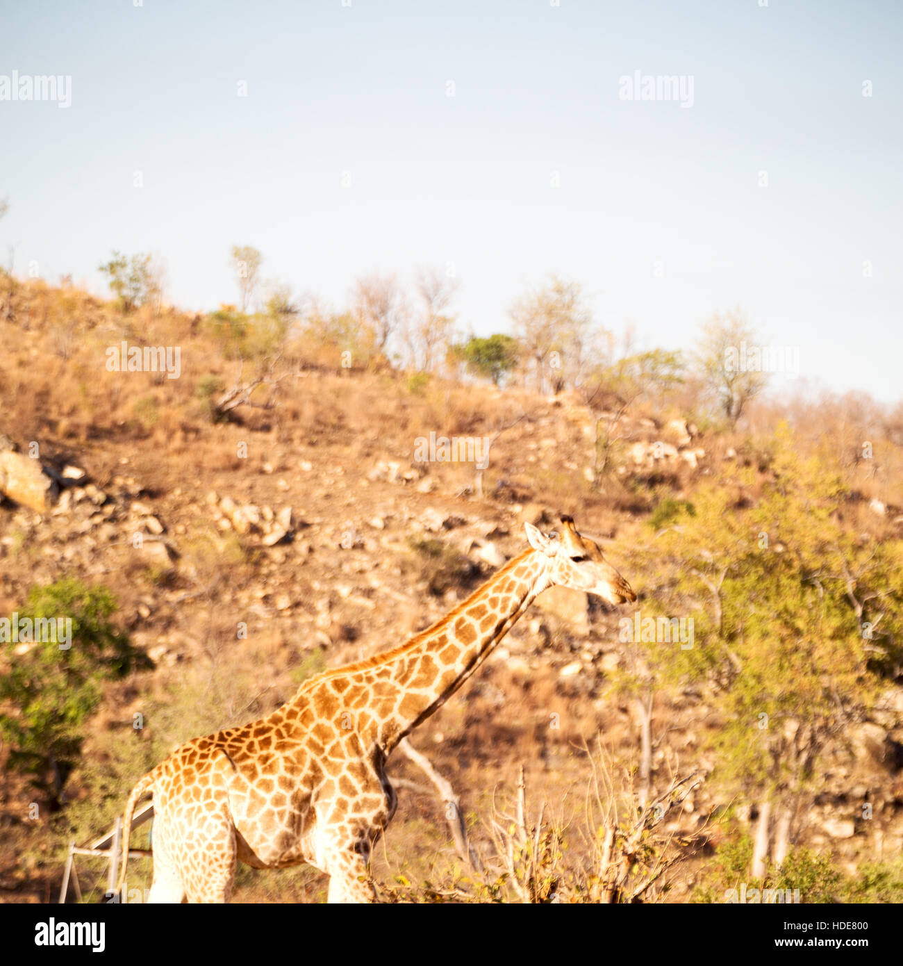 blur in south africa kruger wildlife nature reserve and wild giraffe ...