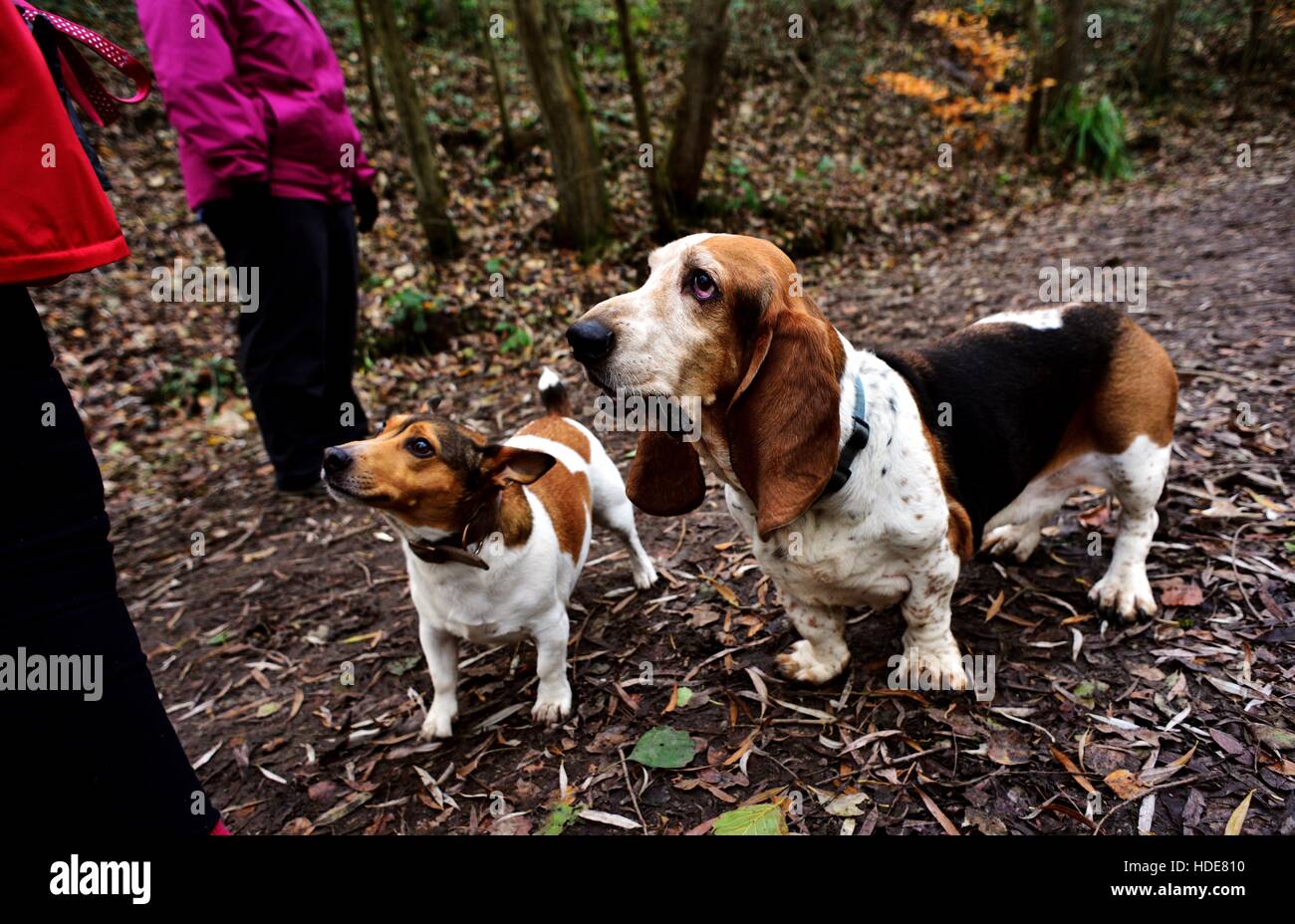 Two dogs hoping for a treat Stock Photo - Alamy