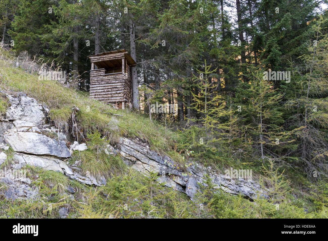 Raised hide in a forest Stock Photo - Alamy Raised hide in a forest Stock Photo - Alamy