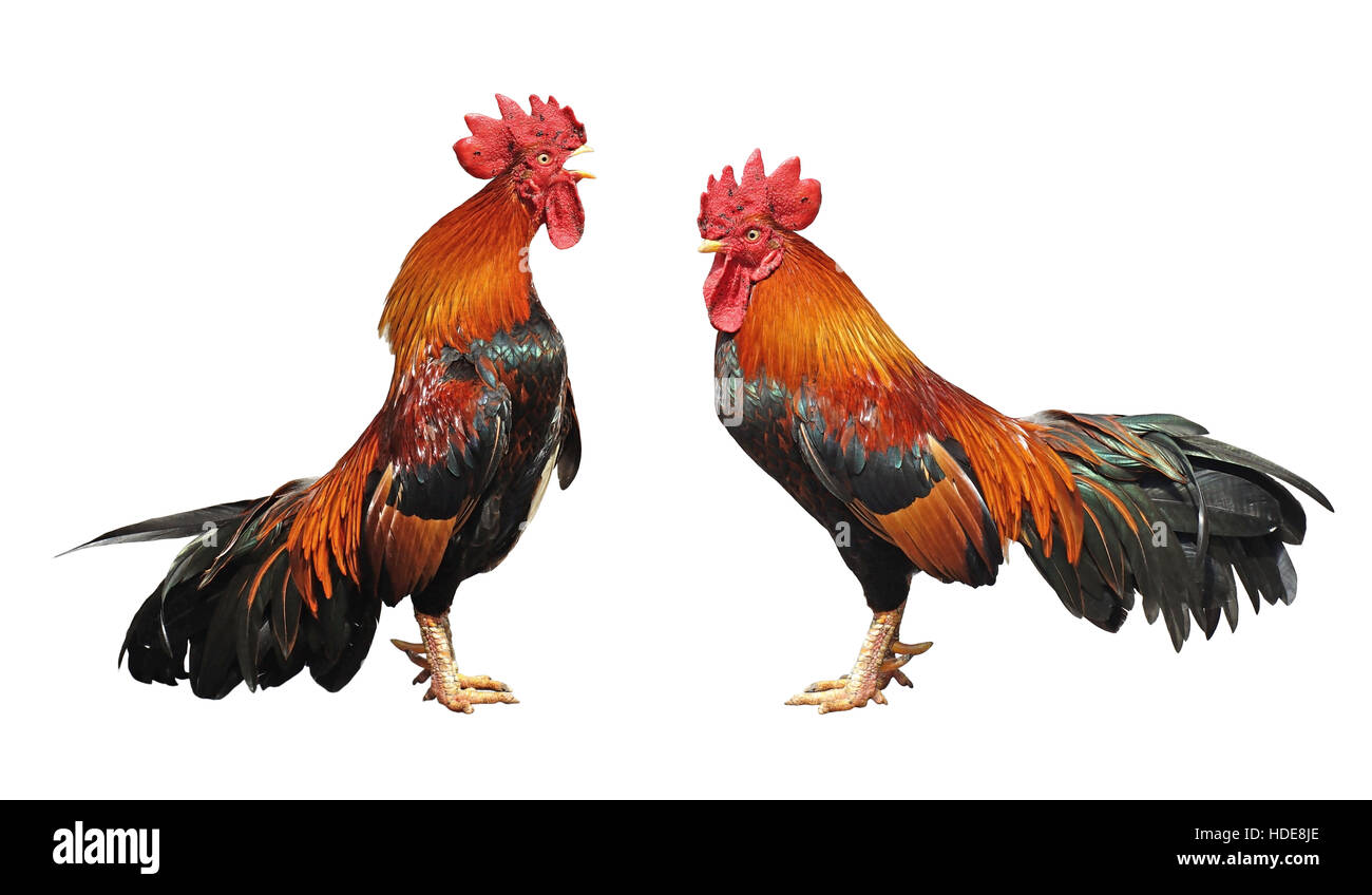 closeup of rooster crowing isolated on white background Stock Photo - Alamy