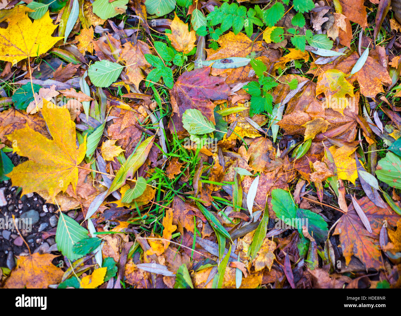 Golden carpet autumn leaves hi-res stock photography and images - Alamy