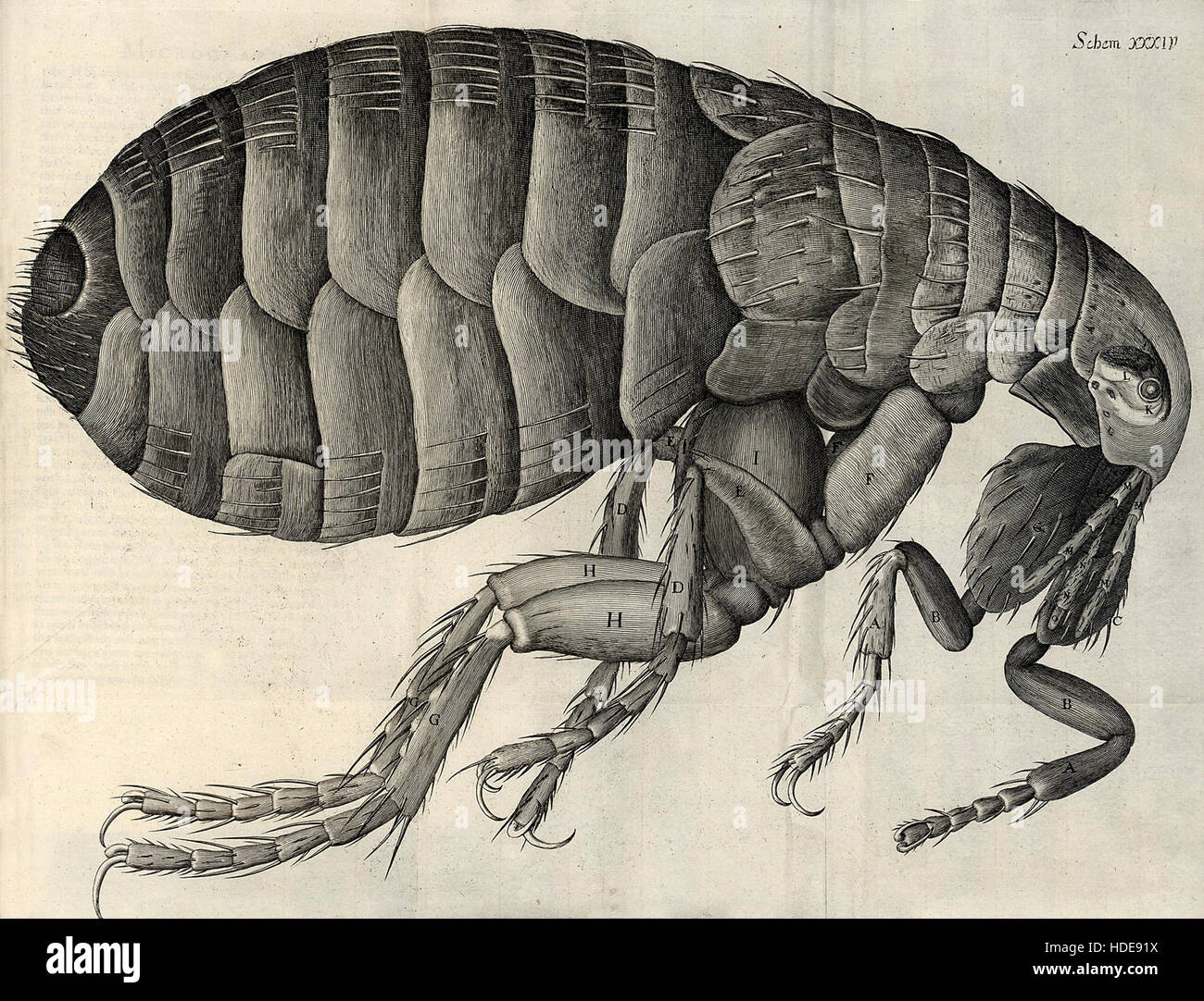 Flea, drawing of a flea Stock Photo - Alamy