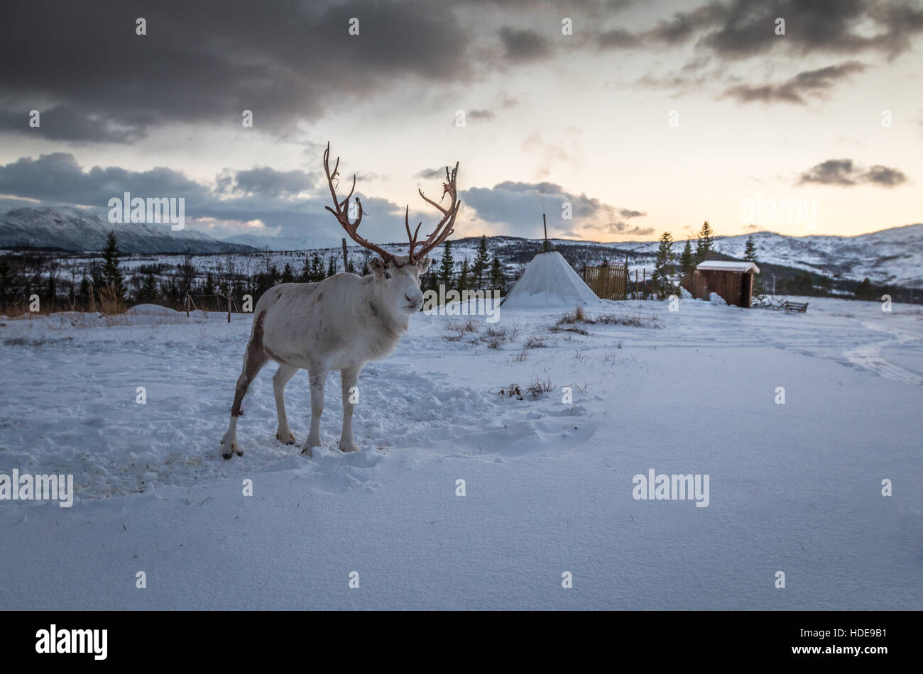 Grazing reindeer in snow hi-res stock photography and images - Alamy