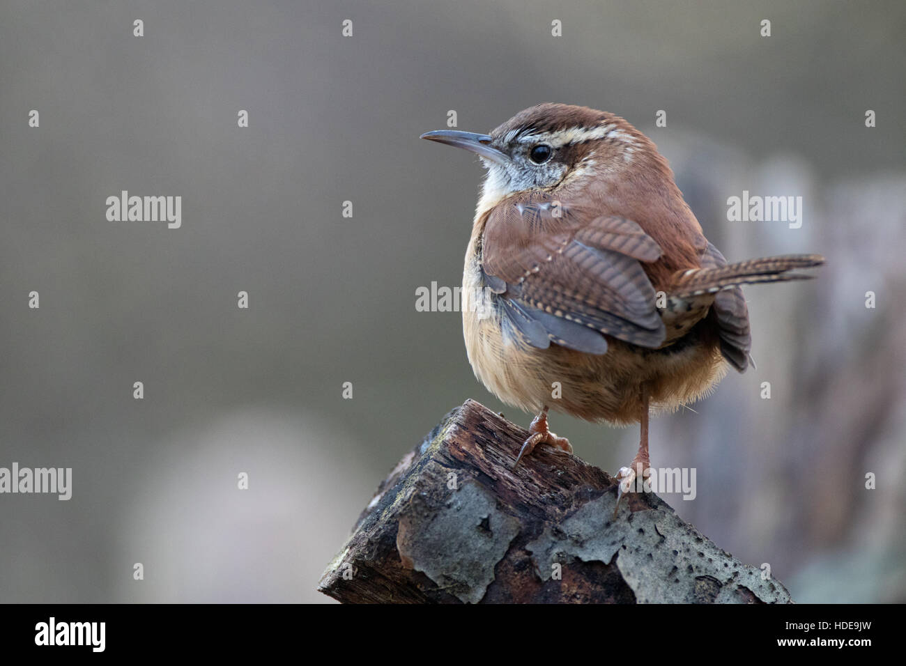 Oak log hi-res stock photography and images - Alamy