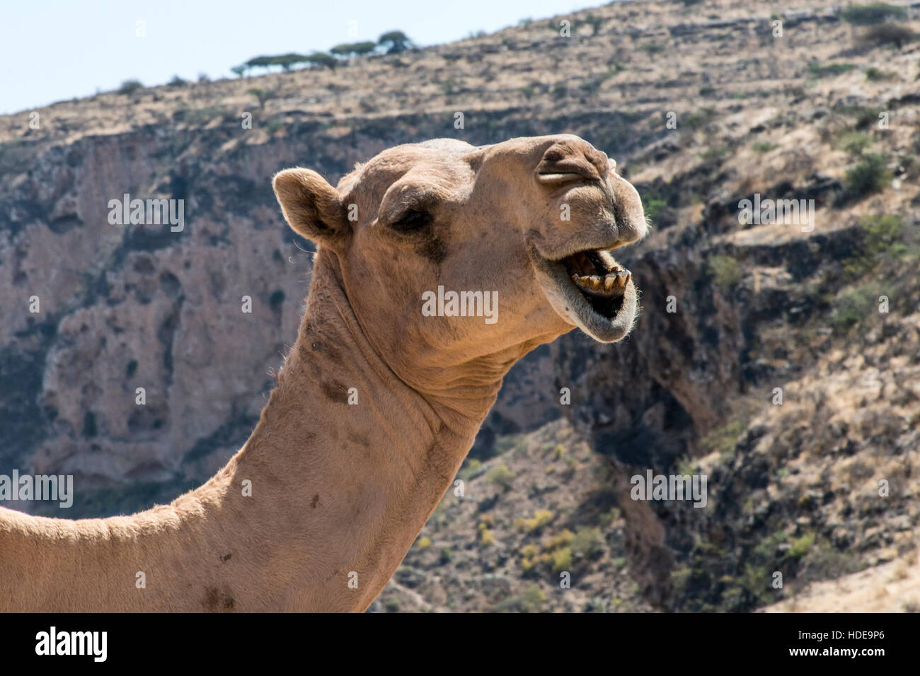 Funny Looking Camel