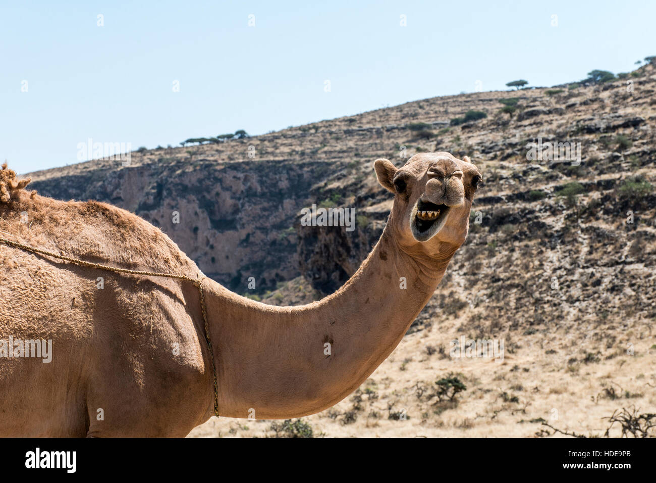 wildlife Camel looking funny inside Camera in Oman salalah landscape ...
