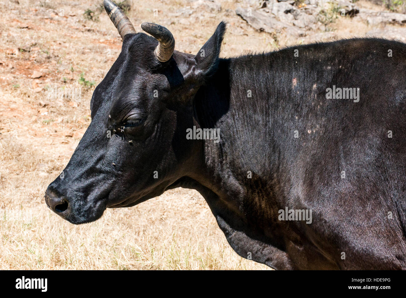Animal For Catle High Resolution Stock Photography and Images - Alamy