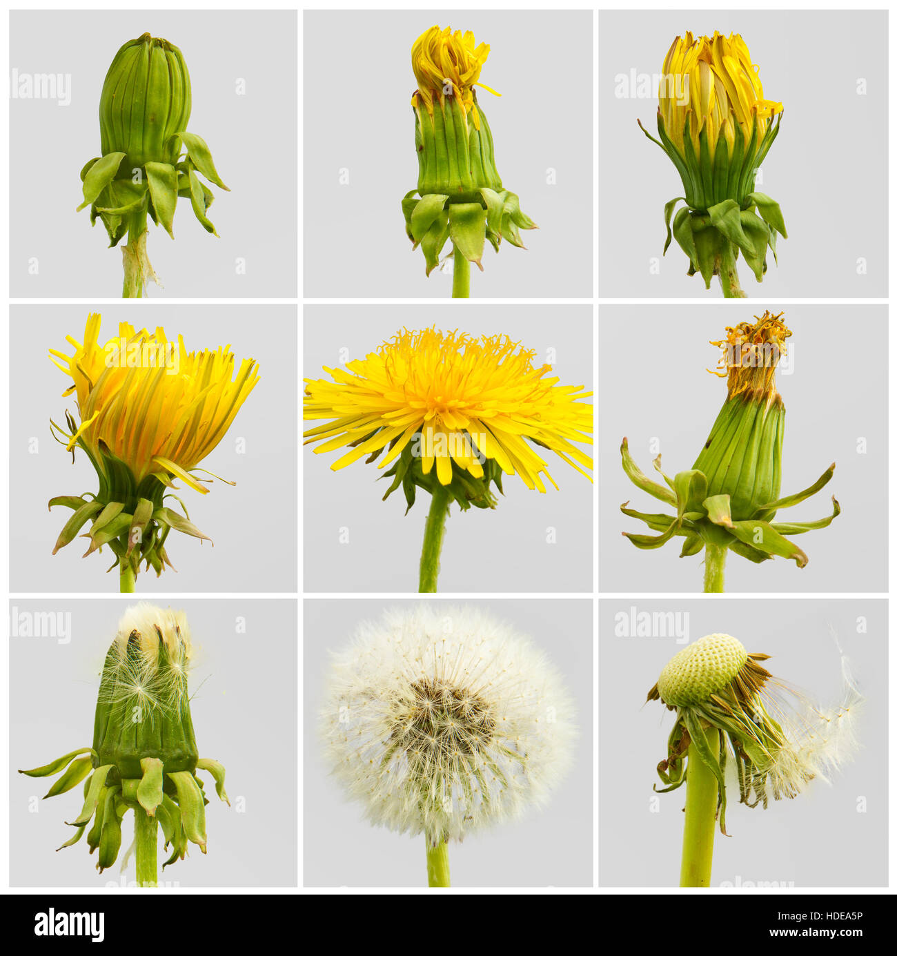 Growth time lapse hi-res stock photography and images - Alamy