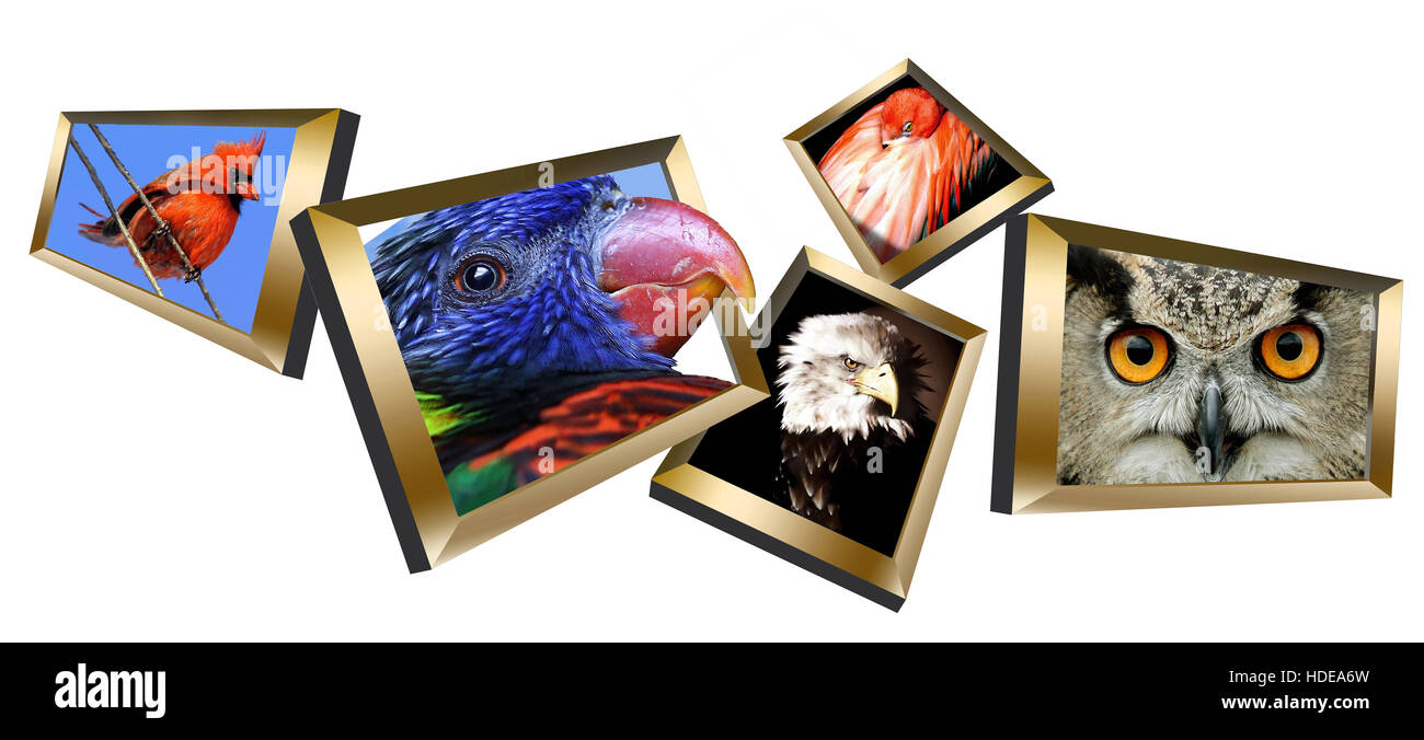 Birds in frames are together in this wildlife graphic collage. Isolated ...