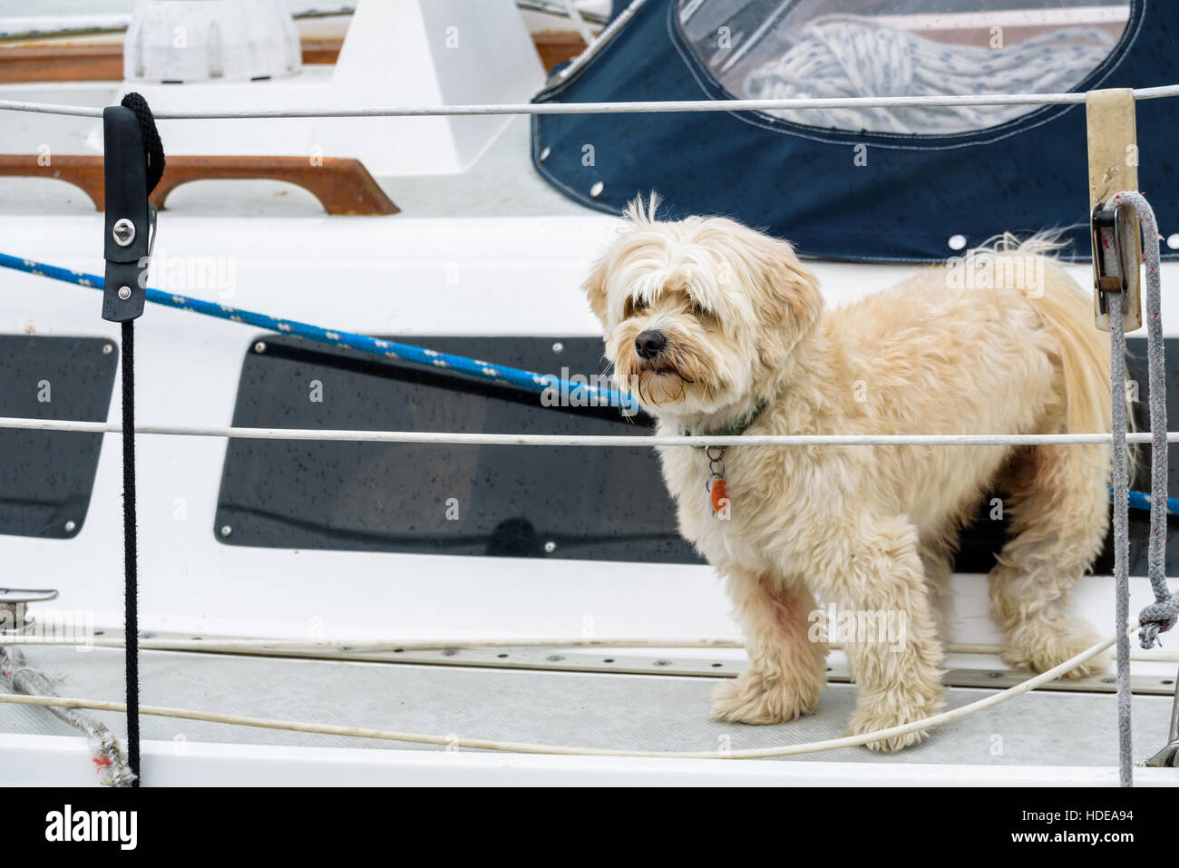 Close up of white dog on a sail boat Stock Photo - Alamy