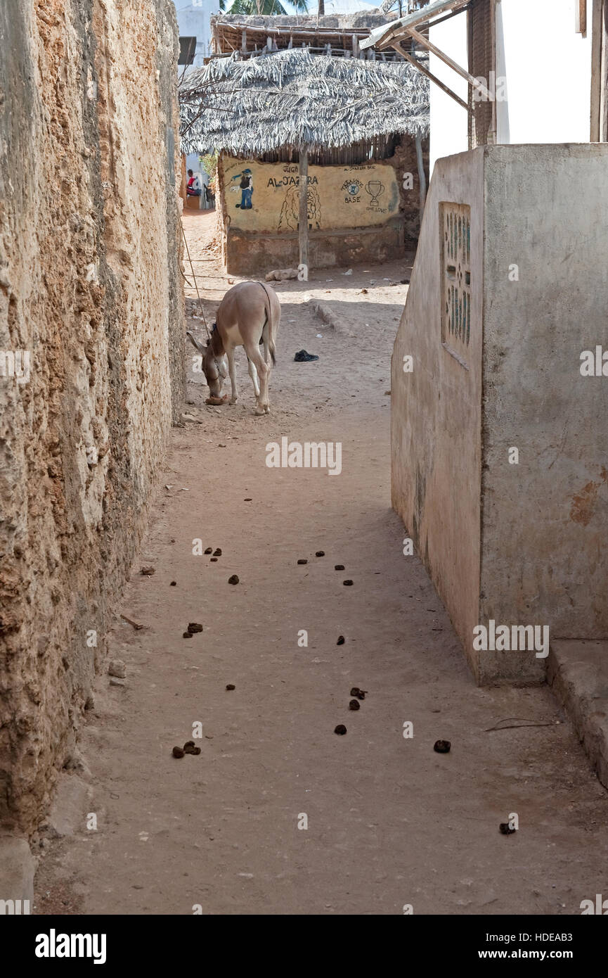 Lamu donkey and poop Stock Photo - Alamy