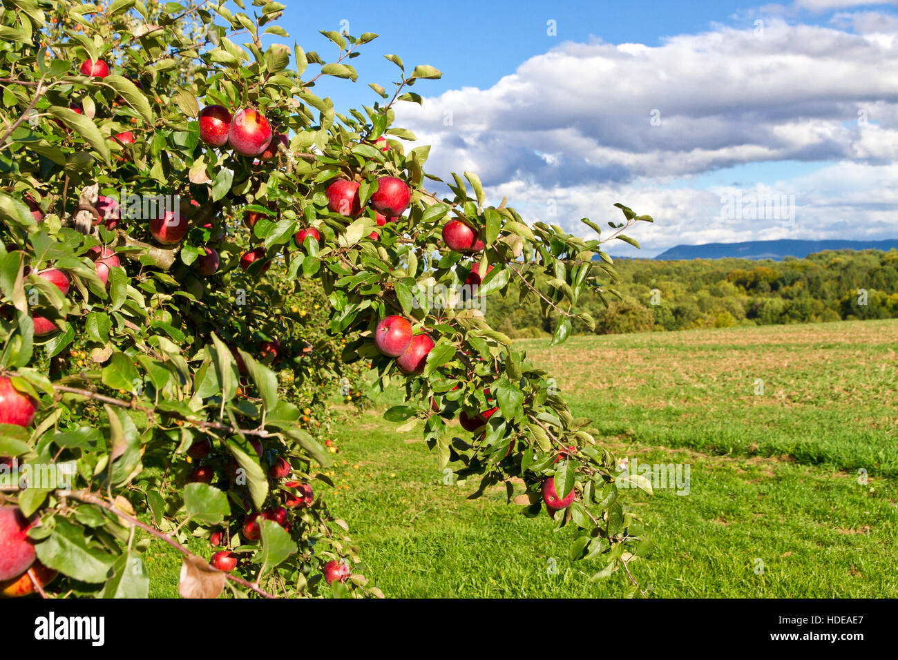 Apple tree in a natural landscape Stock Photo - Alamy