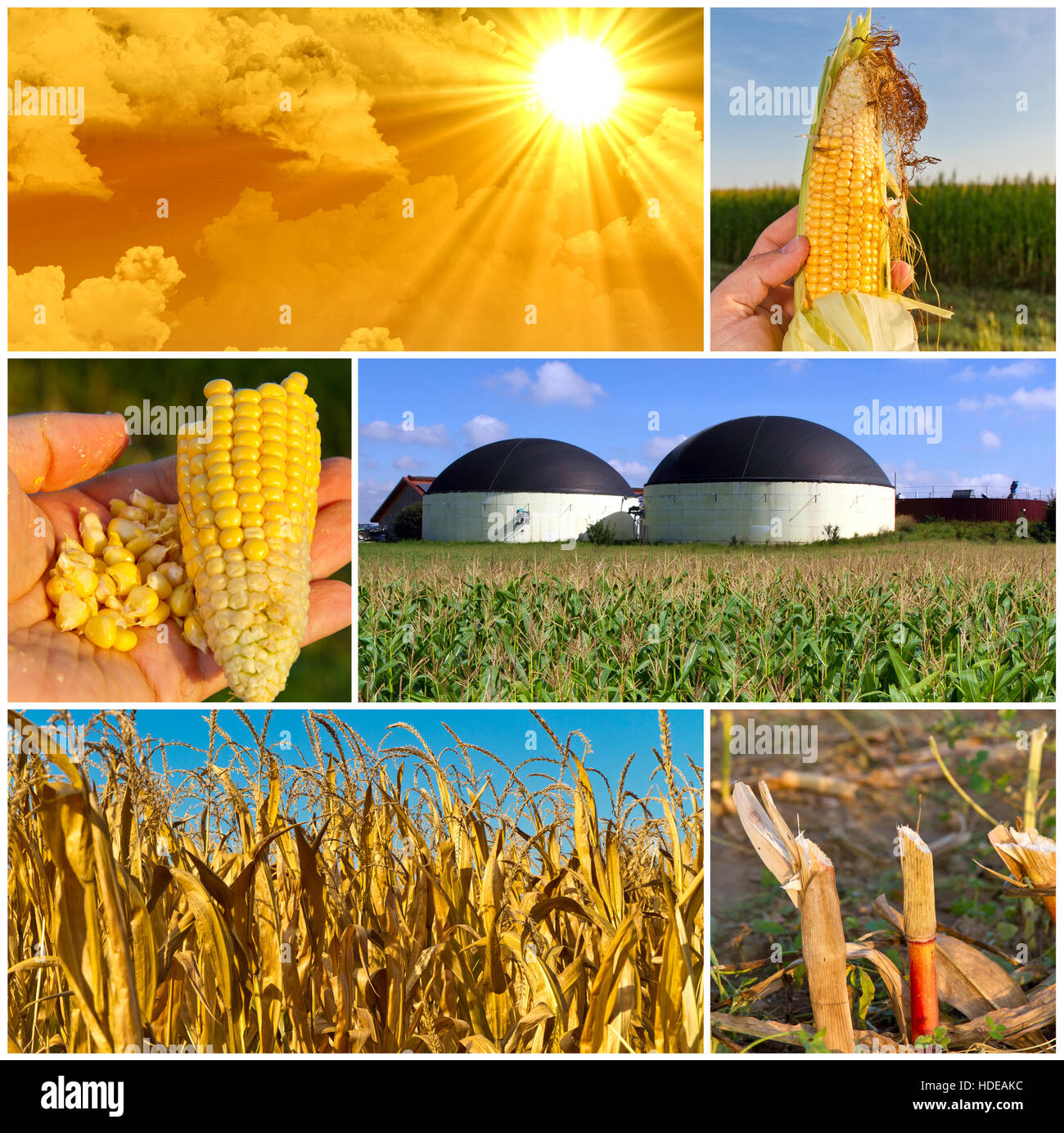 Bio fuel production hi-res stock photography and images - Alamy