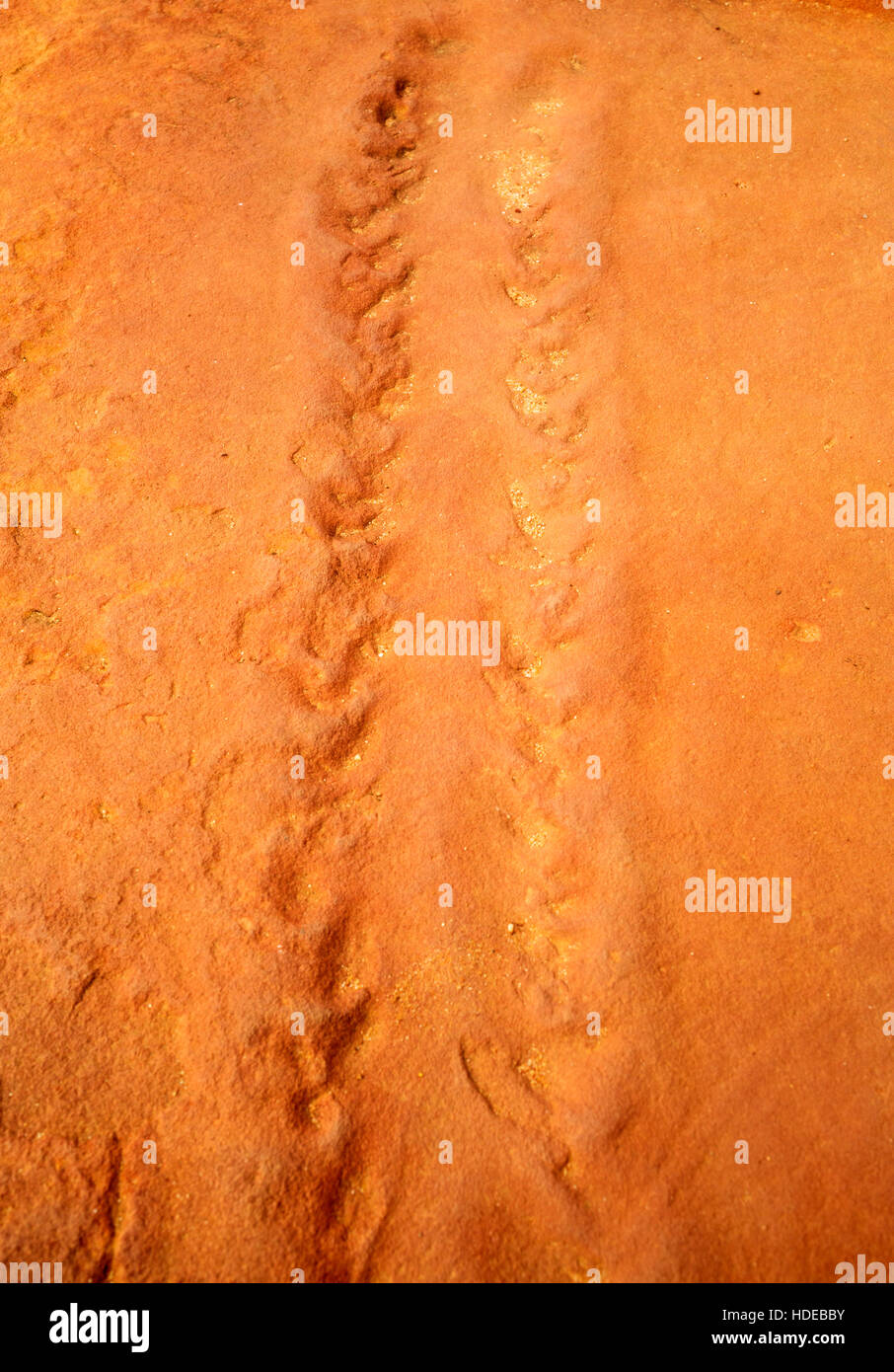 Eurypterid sea scorpion hi-res stock photography and images - Alamy