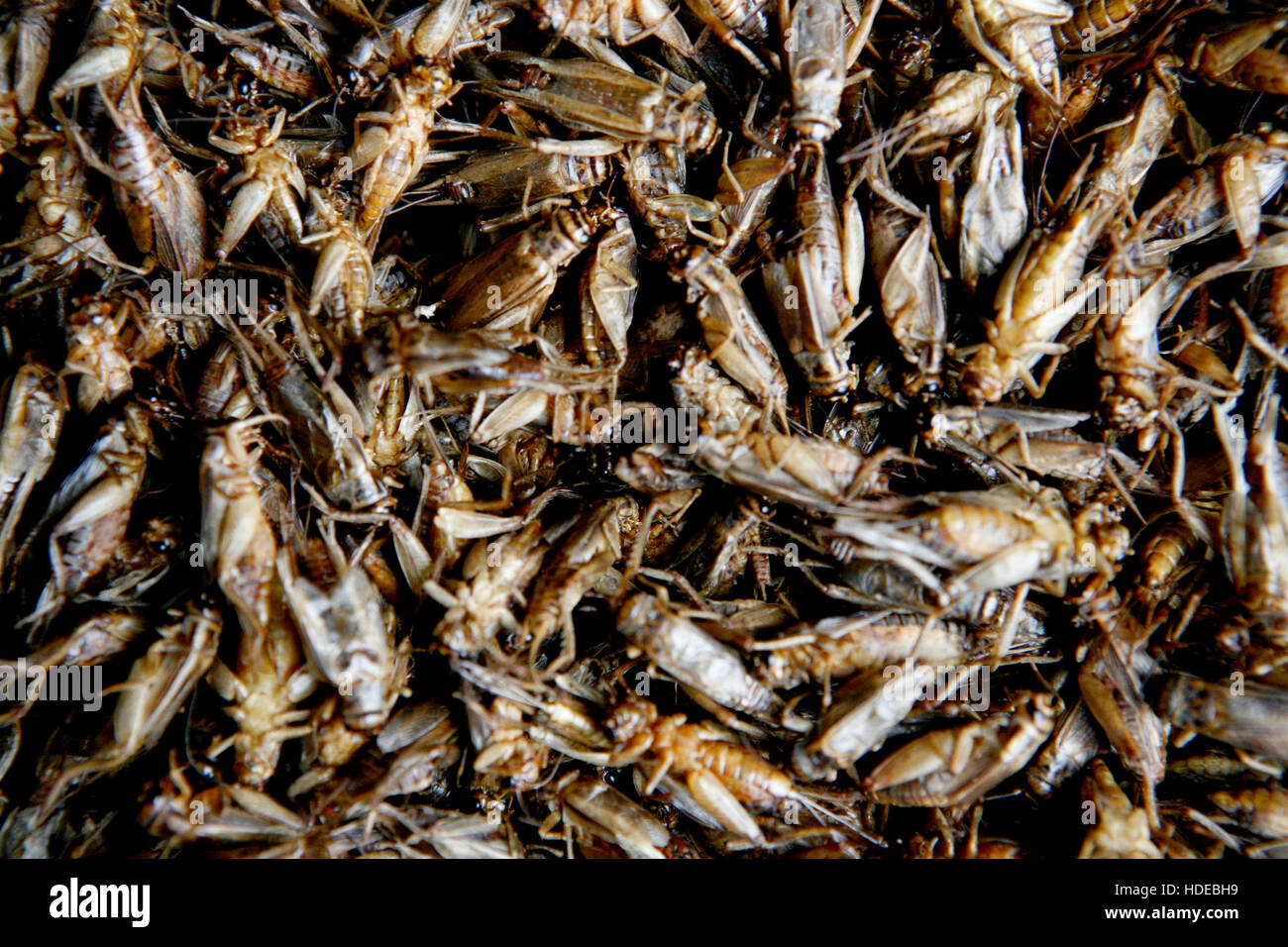 A 'pilot' cricket farm near Kirby Stephen, Cumbria Stock Photo - Alamy