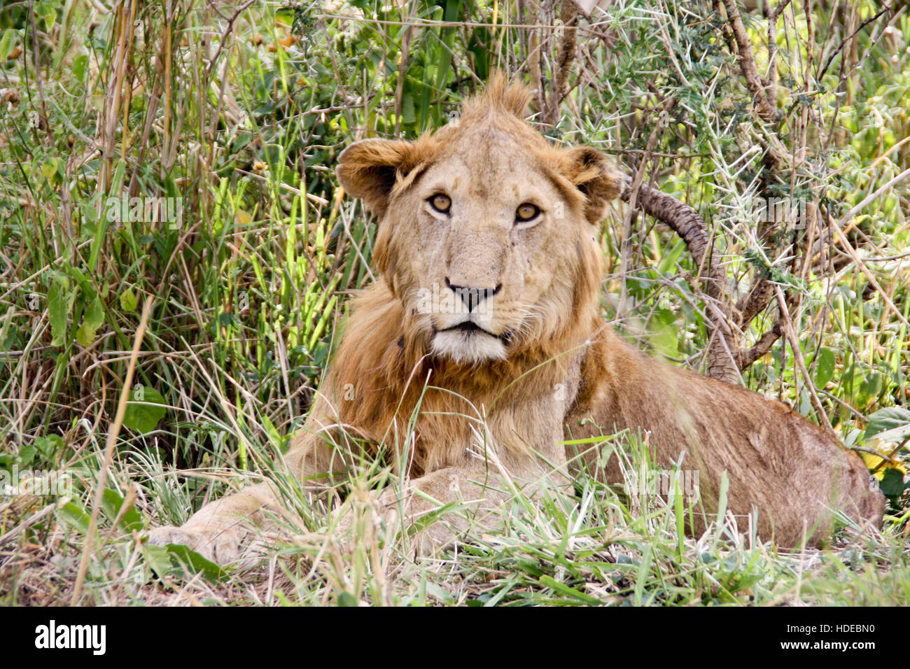 Lion wilderness hi-res stock photography and images - Alamy