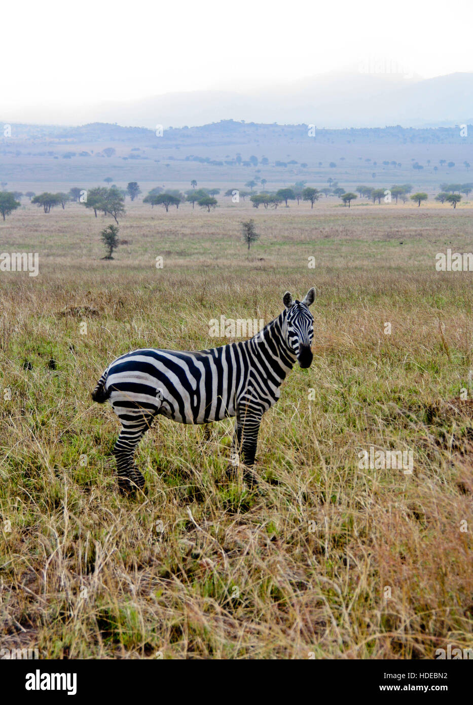 Wild zebra in the african savanna Stock Photo - Alamy