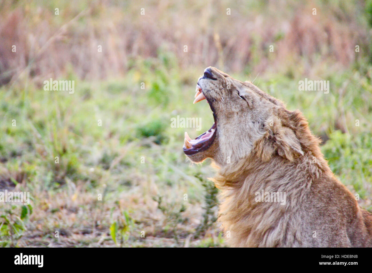 Lion nature hi-res stock photography and images - Alamy